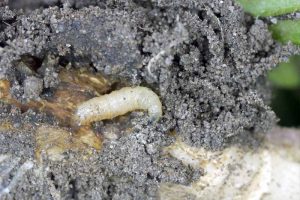 Identifying and Controlling Cabbage Maggots | Gardener's Path