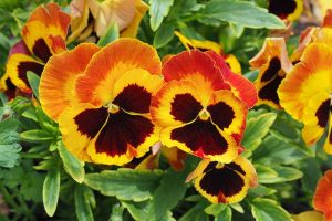 39 of the Best Violet Varieties | Gardener’s Path