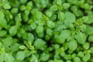 How to Plant and Grow Oregano | Gardener’s Path