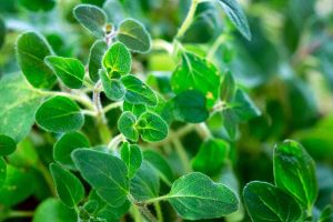 How to Plant and Grow Oregano | Gardener’s Path
