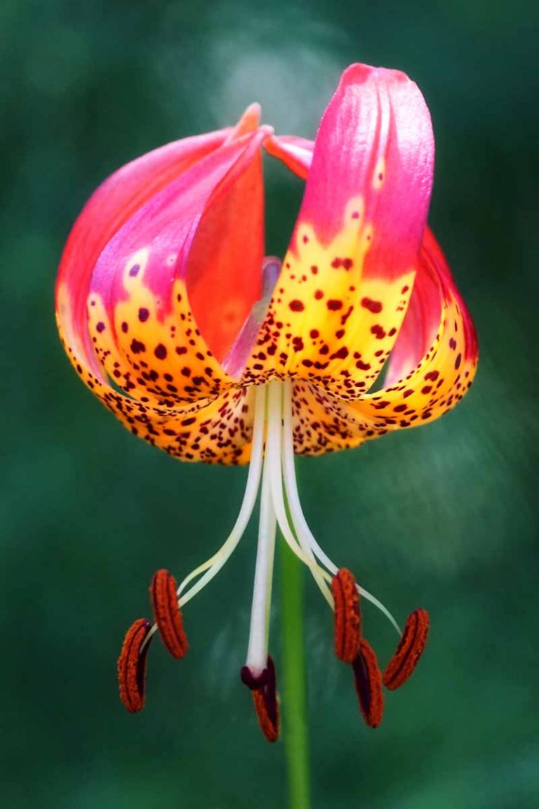 27 of the Best Lily Varieties | Gardener’s Path