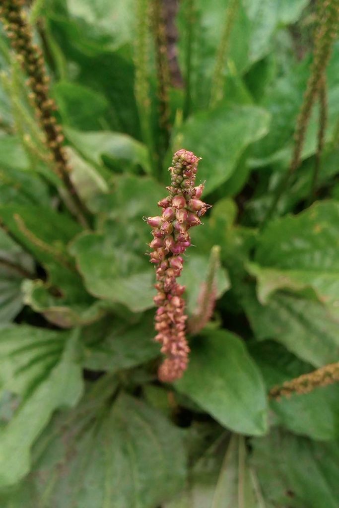 How to Plant and Grow Plantain | Gardener’s Path