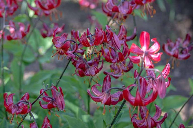 27 of the Best Lily Varieties | Gardener’s Path