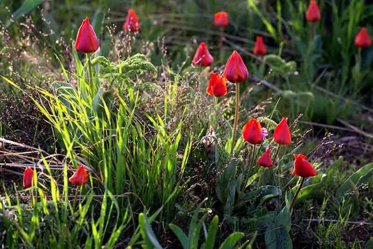 How to Grow and Care for Tulip Flowers | Gardener’s Path