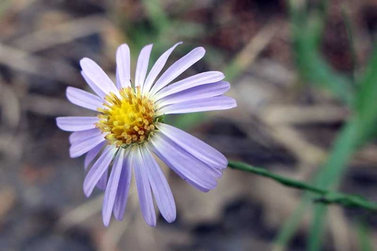 How to Grow and Care for Sky Blue Aster Flowers