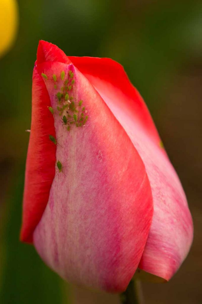 How to Grow and Care for Tulip Flowers | Gardener’s Path