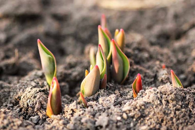 How to Grow and Care for Tulip Flowers | Gardener’s Path