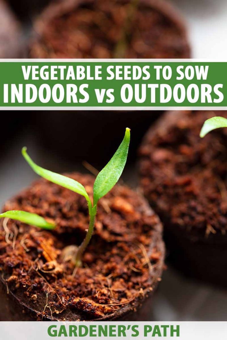 Vegetable Seeds: Which to Sow Outdoors vs. Indoors | Gardener's Path