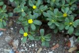 How to Plant and Grow Purslane | Gardener’s Path