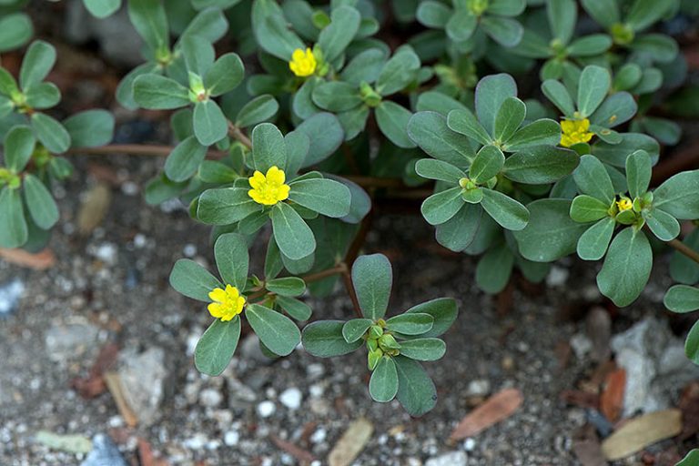 How to Plant and Grow Purslane | Gardener’s Path