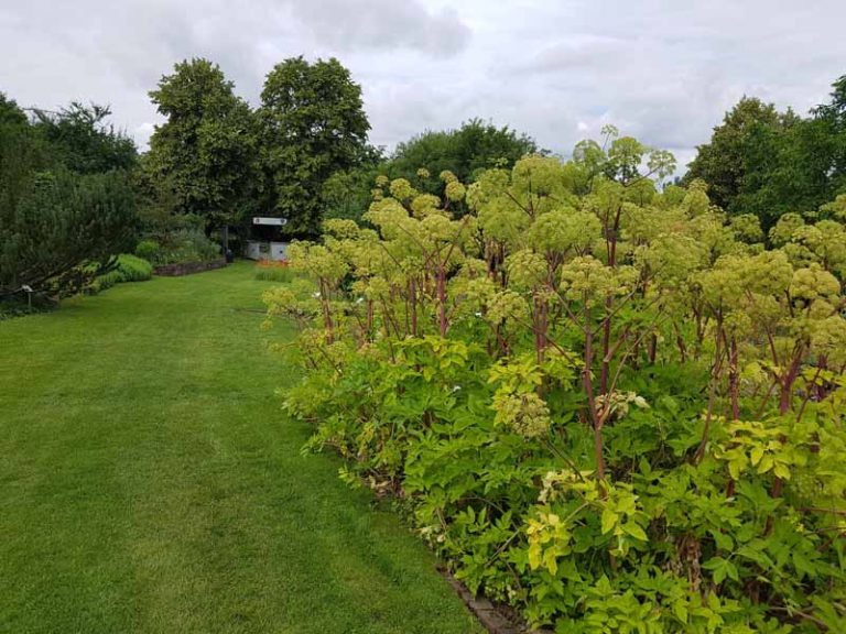 How to Grow and Care for Angelica | Gardener’s Path