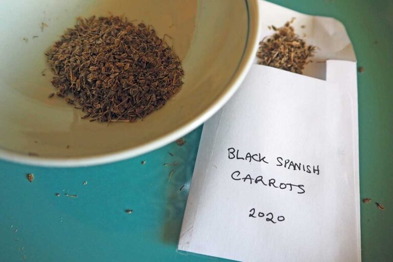 How to Harvest and Save Carrot Seeds | Gardener’s Path
