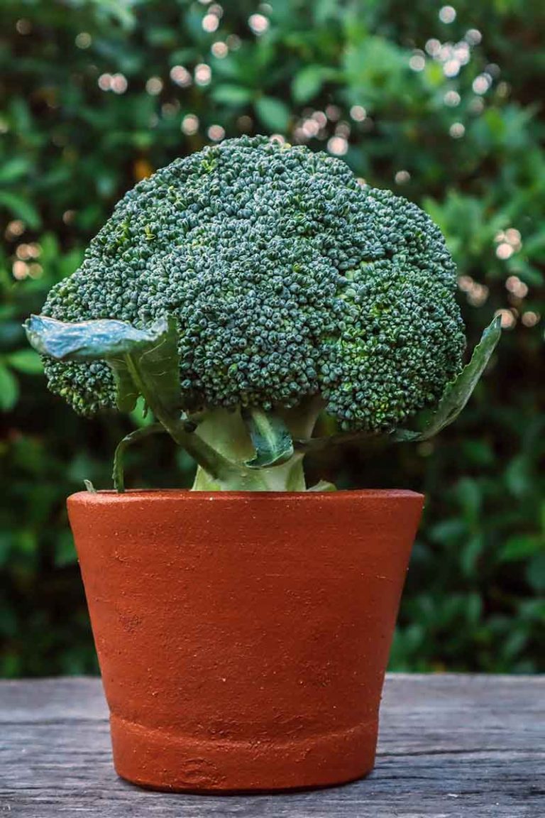 How to Grow Broccoli in Containers – Pingovox