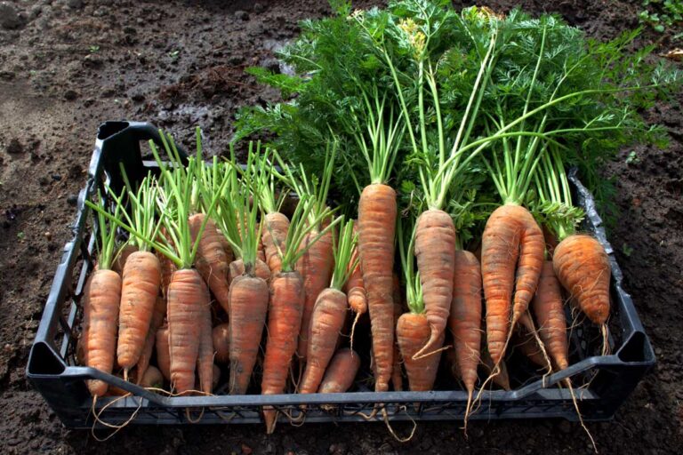 How to Harvest and Save Carrot Seeds | Gardener’s Path