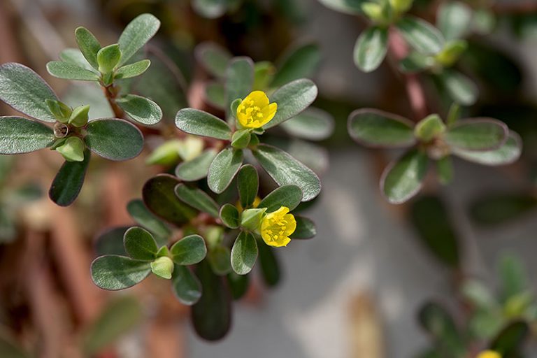 How to Plant and Grow Purslane | Gardener’s Path