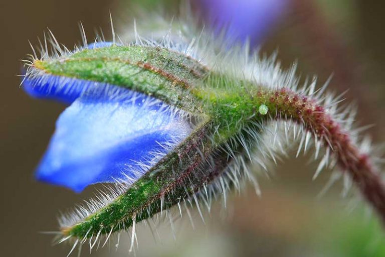 How to Use Borage as a Cover Crop | Gardener's Path
