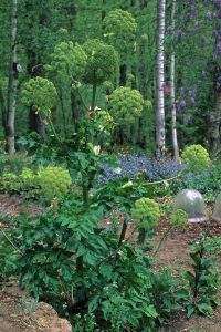 How to Grow and Care for Angelica | Gardener’s Path