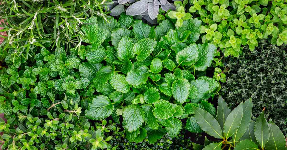 How To Start Your Own Herb Garden Gardener s Path
