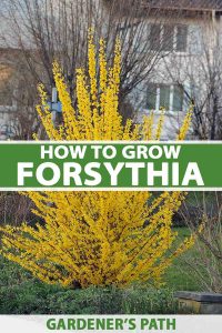 How to Grow and Care for Forsythia Bushes | Gardener's Path