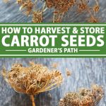 How to Harvest and Save Carrot Seeds | Gardener’s Path