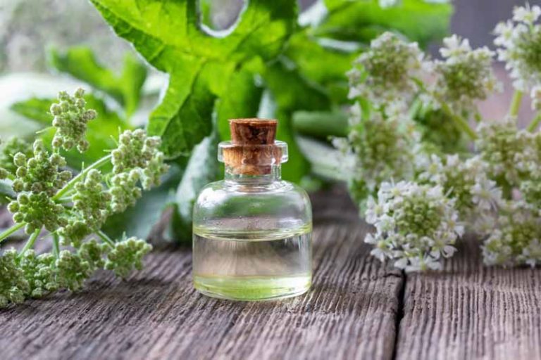 How to Grow and Care for Angelica | Gardener’s Path