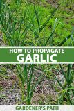 The Three Ways to Propagate Garlic | Gardener’s Path