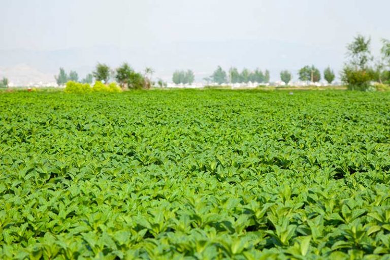 How to Grow and Care for Mint Plants | Gardener’s Path