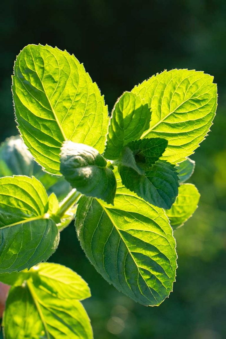 How to Grow and Care for Mint Plants | Gardener’s Path