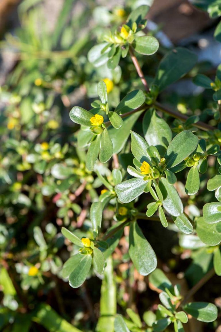 How to Plant and Grow Purslane | Gardener’s Path
