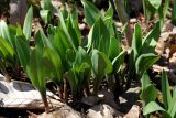 How to Grow Ramps | Gardener’s Path