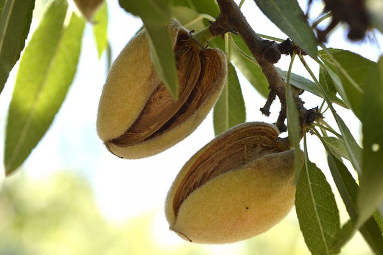 How to Control Almond Hull Rot | Gardener’s Path
