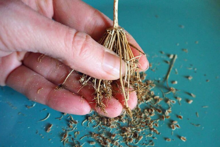 How to Harvest and Save Carrot Seeds | Gardener’s Path