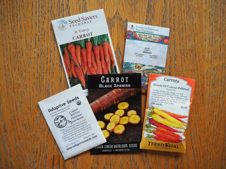 How to Harvest and Save Carrot Seeds | Gardener’s Path