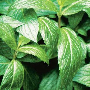 Mint: An Aggressive Grower That Serves Up a Punch of Flavor – Manidin