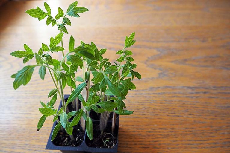 Learn How to Grow Tomatoes From Seed | Gardener's Path