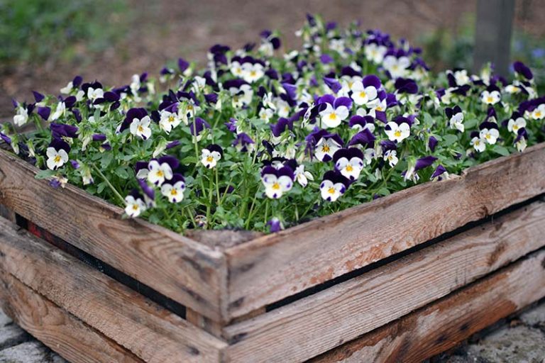 How to Grow Violets in Containers | Gardener’s Path