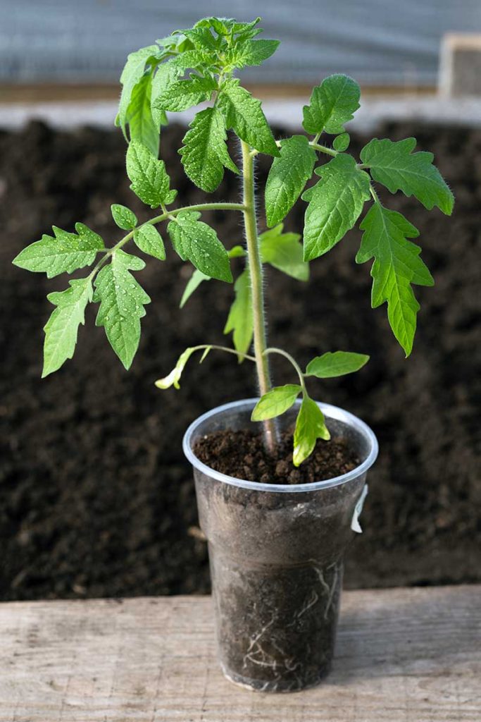 Learn How to Grow Tomatoes From Seed | Gardener's Path