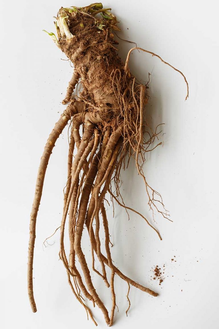 How to Harvest and Use Angelica | Gardener’s Path