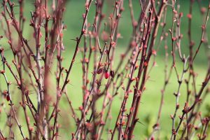 23 of the Best Defensive Plants for Home Security | Gardener's Path