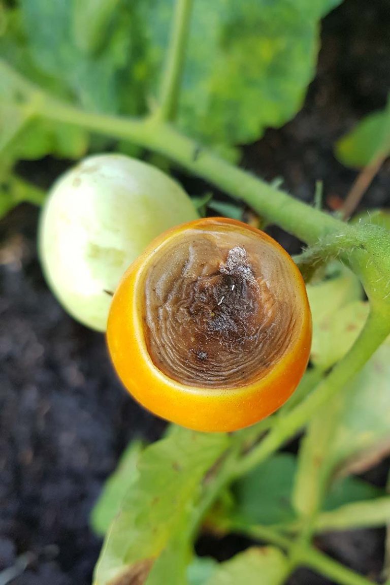 Blossom-End Rot: What to Do if Your Tomatoes Rot on the Bottom
