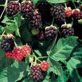 How to Grow and Care for Boysenberry Bushes | Gardener’s Path