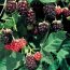 How to Grow and Care for Boysenberry Bushes | Gardener’s Path