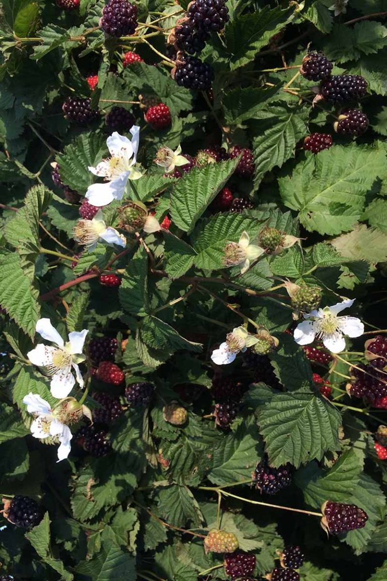 How to Grow and Care for Boysenberry Bushes | Gardener’s Path