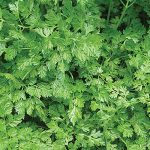 How to Grow Chervil (French Parsley) | Gardener’s Path