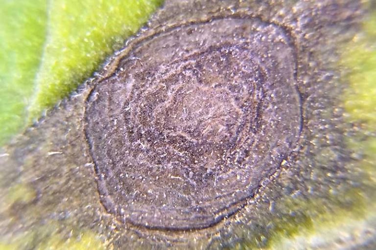 How to Eradicate Early Blight on Tomatoes (Alternaria)