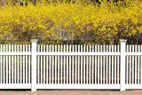 7 Tips for Growing a Forsythia Hedge | Gardener’s Path