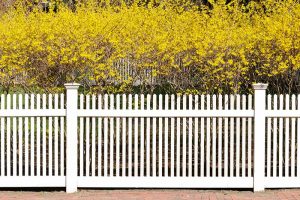 7 Tips for Growing a Forsythia Hedge | Gardener’s Path