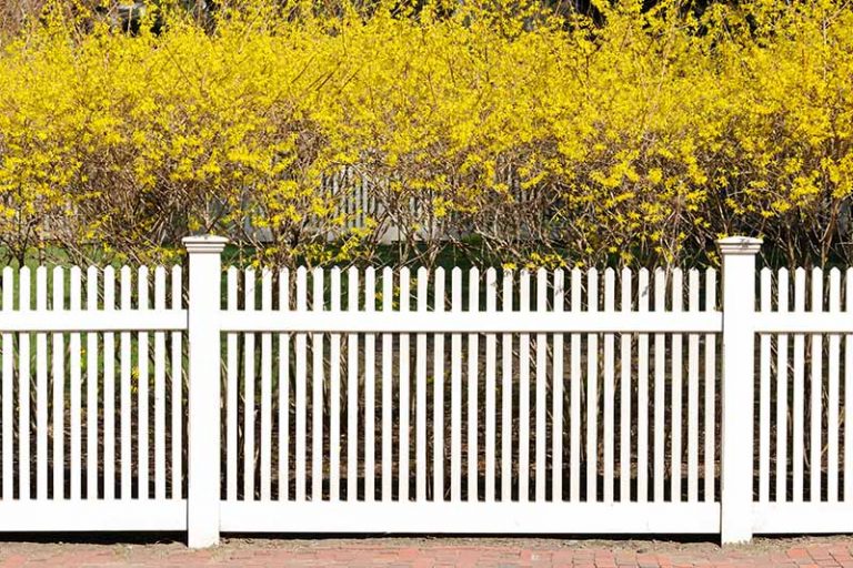 7 Tips for Growing a Forsythia Hedge | Gardener’s Path