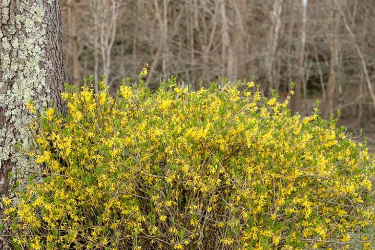 7 Tips for Growing a Forsythia Hedge | Gardener’s Path