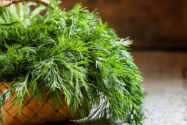 How to Plant, Grow, and Harvest Dill Weed and Seed
